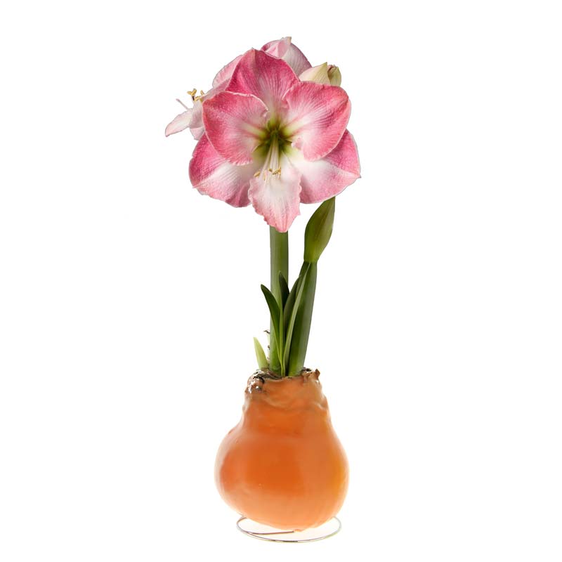 Amaryllis Sugared Pastel Wax Bulb (orange)